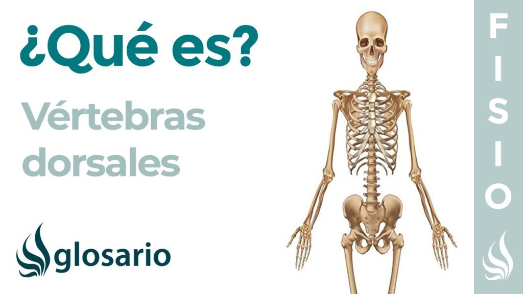 Descubre el Significado de Dorsal en el Cuerpo Humano